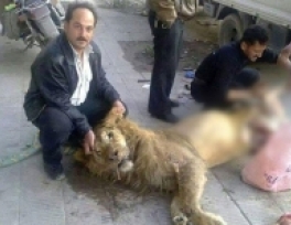 Starving Syrians 'forced to eat lion from Damascus zoo' | islam.ru