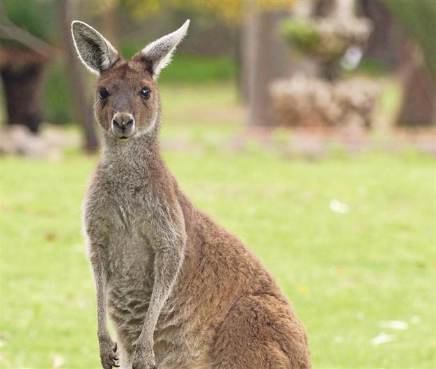 Kangaroo meat ‘halal’:Turkey’s Directorate General for Religious ...
